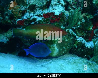 Coney (Cephalopholis fulva) Actinopterygii Stock Photo - Alamy