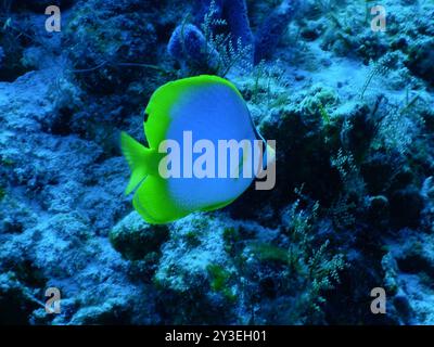 Spotfin Butterflyfish (Chaetodon ocellatus) Actinopterygii Stock Photo ...