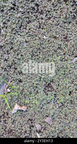 woodsorrels, quandongs, and allies (Oxalidales) Plantae Stock Photo - Alamy