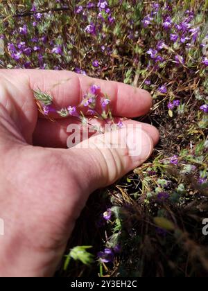 San Diego mesa mint (Pogogyne abramsii) Plantae Stock Photo - Alamy
