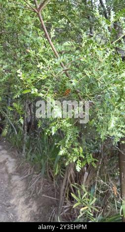celery pine (Phyllocladus trichomanoides) Plantae Stock Photo - Alamy