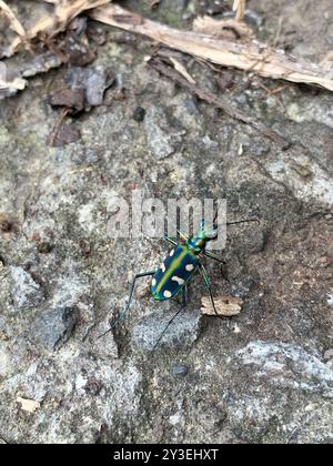 (Cosmodela batesi) Insecta Stock Photo - Alamy