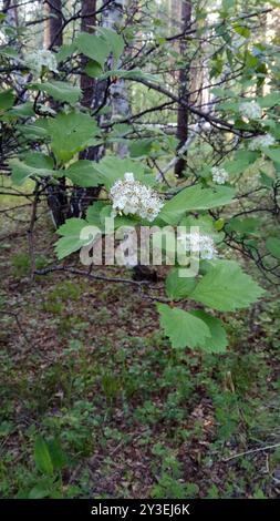 Red Hawthorn (Crataegus sanguinea) Plantae Stock Photo - Alamy