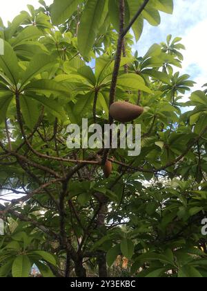Mamey sapote (Pouteria sapota), Plantae, Pinar del Río, CU, Mamey ...