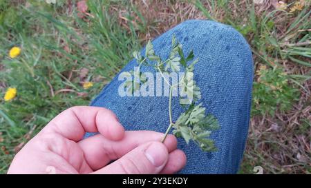 Mountain Parsley (Peucedanum oreoselinum) Plantae Stock Photo - Alamy