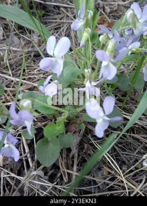 Teesdale Violet (Viola rupestris), Plantae, Раздолье, Иркутская обл ...