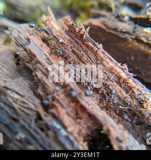 Pitch-black Collared Ant (Aphaenogaster picea Stock Photo - Alamy