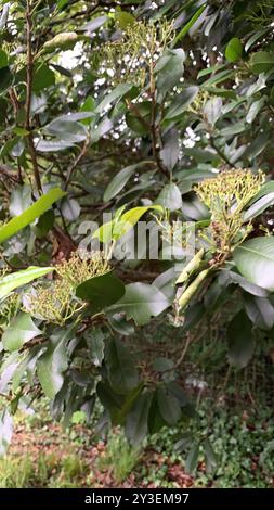 Chinese Photinia (Photinia serratifolia) Plantae Stock Photo - Alamy