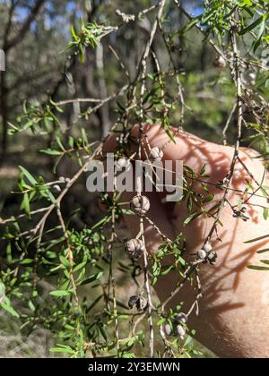 Tantoon (Leptospermum polygalifolium) Plantae Stock Photo - Alamy