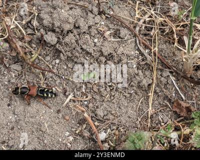 (Staphylinus caesareus) Insecta Stock Photo - Alamy