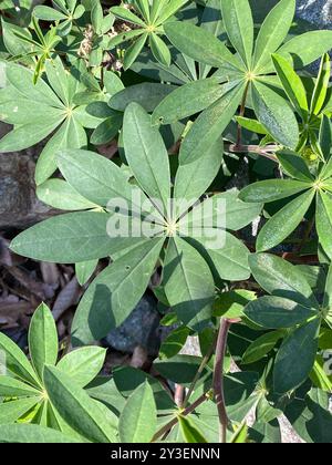 Broadleaf Lupine (Lupinus latifolius) Plantae Stock Photo - Alamy