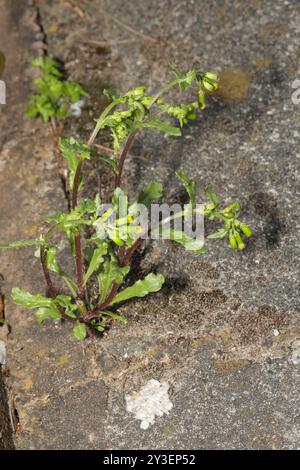 common groundsel (Senecio vulgaris) Plantae Stock Photo - Alamy