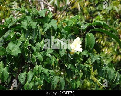 Gac (Momordica cochinchinensis) Plantae Stock Photo - Alamy