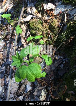 skunk currant (Ribes glandulosum) Plantae Stock Photo - Alamy