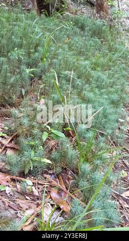 giant moss (Dawsonia superba), Plantae, Heaphy track Stock Photo - Alamy