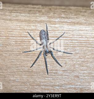 (Segestria pacifica) Arachnida Stock Photo - Alamy