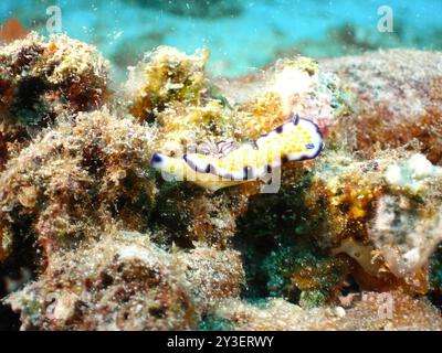 Imperial Nudibranch (Hypselodoris imperialis) Mollusca Stock Photo - Alamy