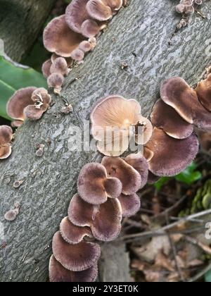 Hairy Oyster Mushroom (Panus lecomtei) Fungi Stock Photo - Alamy