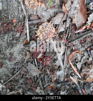 Forest Cockroach (Ectobius sylvestris) Insecta Stock Photo - Alamy