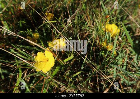 Spreading Guinea Flower (Hibbertia procumbens) Plantae Stock Photo - Alamy