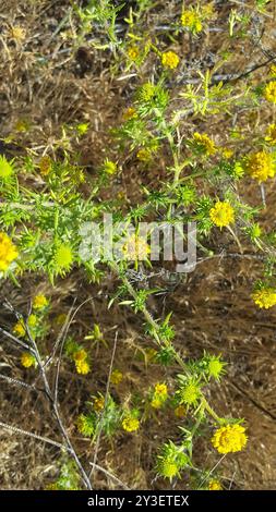 smooth tarplant (Centromadia pungens laevis) Plantae Stock Photo - Alamy