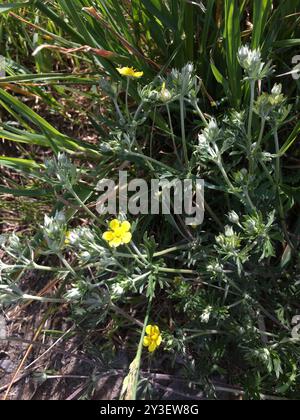 Silvery Cinquefoil (Potentilla argentea) Plantae Stock Photo - Alamy