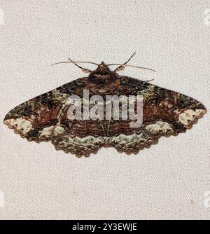 Colorful Zale Moth (Zale minerea Stock Photo - Alamy