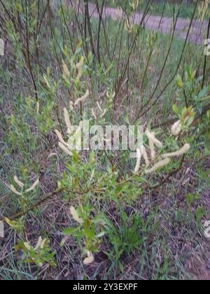Almond Willow (Salix triandra) Plantae Stock Photo - Alamy