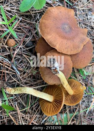 saffron webcap (Cortinarius croceus), Fungi, California, US, Found in ...