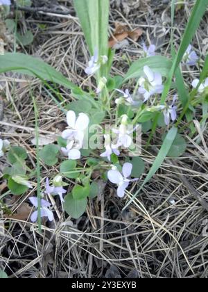 Teesdale Violet (Viola rupestris), Plantae, Карпинск, Свердловская обл ...