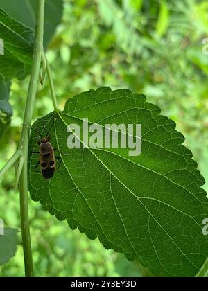 gutta bug (Physopelta gutta) Insecta Stock Photo - Alamy
