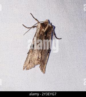 Dot-and-Dash Swordgrass Moth (Xylena curvimacula) Insecta Stock Photo ...