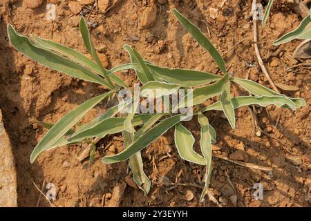 whitestem frasera (Frasera albicaulis) Plantae Stock Photo - Alamy
