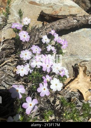 spreading phlox (Phlox diffusa) Plantae Stock Photo - Alamy