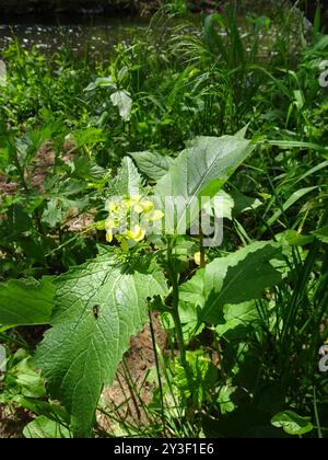 charlock (Mutarda arvensis) Plantae Stock Photo - Alamy