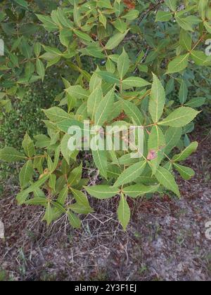 Scrub Hickory (Carya floridana) Plantae Stock Photo - Alamy