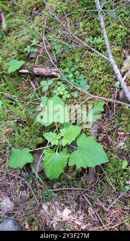 American trailplant (Adenocaulon bicolor), Plantae, Purcell Wilderness ...