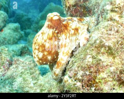 Brazilian Reef Octopus (Octopus insularis) Mollusca Stock Photo - Alamy