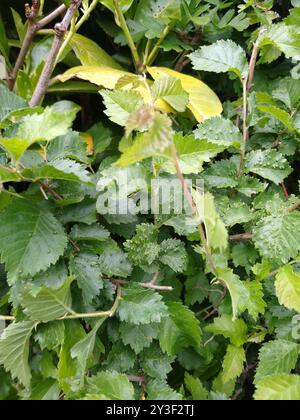 Elm Leaf Gall Mite (Aceria campestricola) Arachnida Stock Photo - Alamy