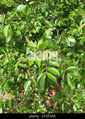 evergreen sumac (Rhus virens), Plantae, Alamogordo, NM 88310, USA Stock ...