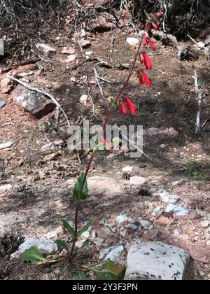 firecracker penstemon (Penstemon eatonii) Plantae Stock Photo - Alamy