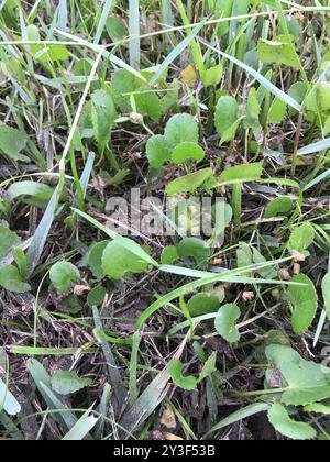 American Coinwort (Centella erecta) Plantae Stock Photo - Alamy