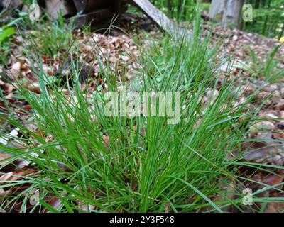 Remote Sedge (Carex remota) Plantae Stock Photo - Alamy