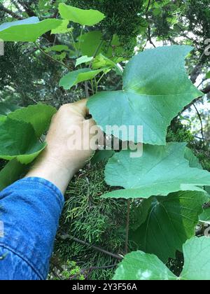 graybark grape (Vitis cinerea) Plantae Stock Photo - Alamy