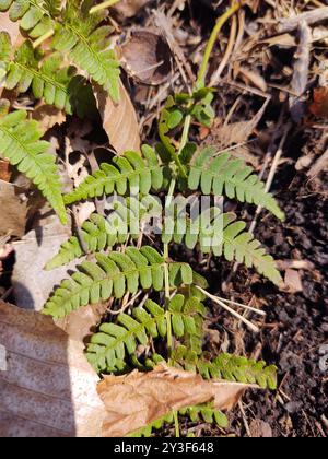 marginal wood fern (Dryopteris marginalis) Plantae Stock Photo - Alamy