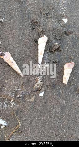 Turret Shell (Maoricolpus roseus) Mollusca Stock Photo - Alamy