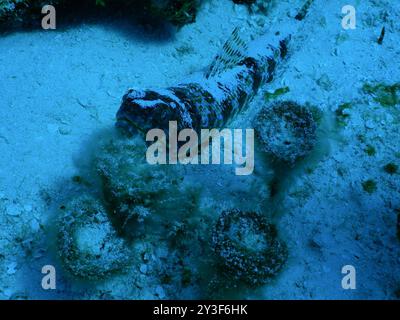 Sand Diver (Synodus intermedius) Actinopterygii Stock Photo - Alamy
