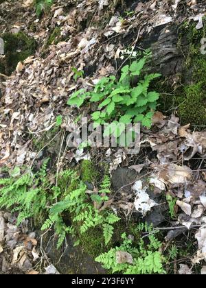 Mackay's Fragile Fern (Cystopteris tenuis) Plantae Stock Photo - Alamy