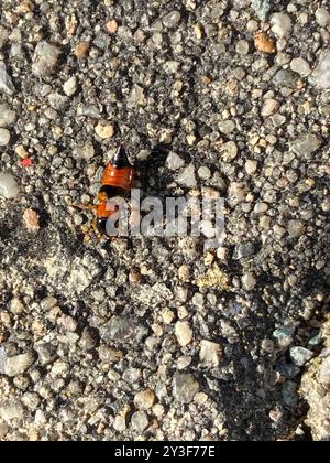 Red Rove Beetle (Oxyporus rufus Stock Photo - Alamy