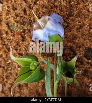 (Trichodesma angustifolium) Plantae Stock Photo - Alamy